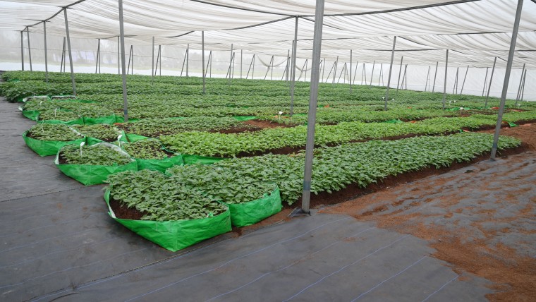 Global Grand Challenges